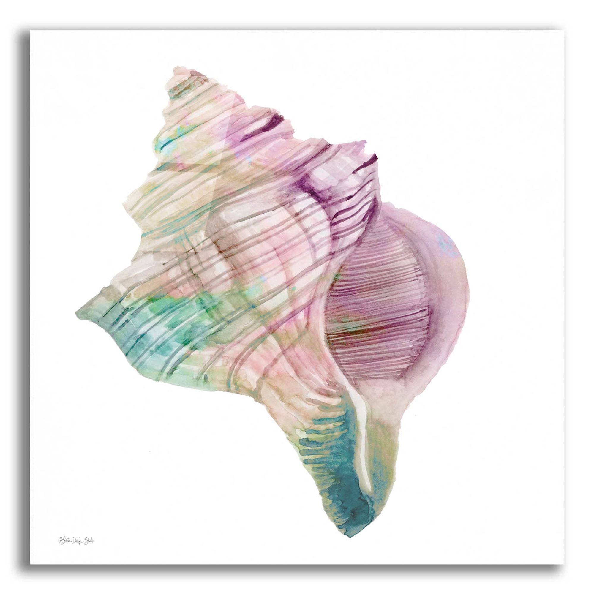 Conch Painting Conch Shell By Laura Cody | Art On The Square Gallery